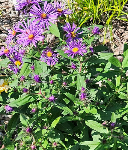 New England Aster (Symphyotrichum novae-angliae) | root cellar natives
