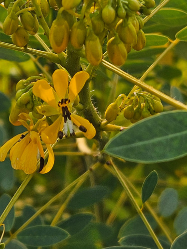Wild Senna (Senna hebecarpa) | root cellar natives