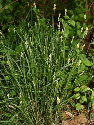 Awl Fruited Sedge (Carex tribuloides) | root cellar natives