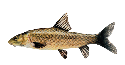 Barbo de cabeça pequena