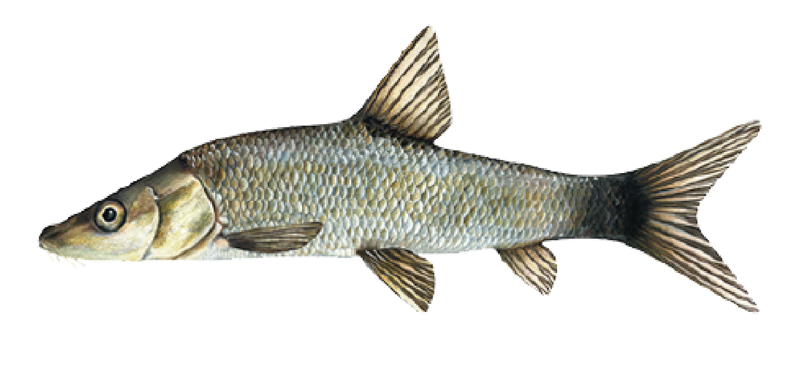 Barbo Trompeiro ou Cumba