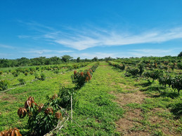 TJC Mango Sri Lanka Export, Mango Suppliers, Alponso mango, Mango ...