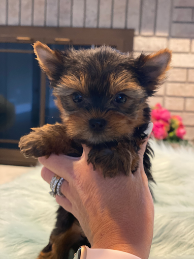 Poshable Puppies - Chicago Puppy Store & AKC Registered Breeders