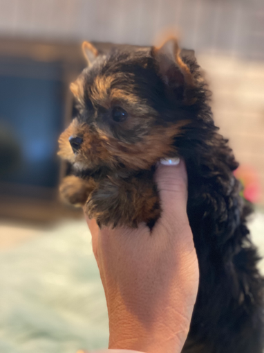 Poshable Puppies - Chicago Puppy Store & AKC Registered Breeders