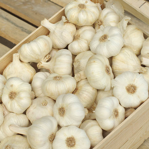 German White Garlic | Slong Garlic Farm