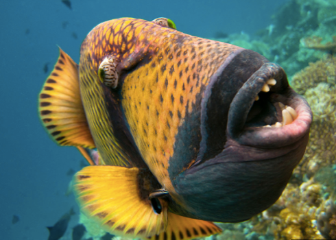 Do Triggerfish attack divers?