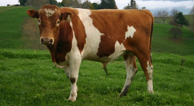 7 Common Dairy Cow Breeds In The US