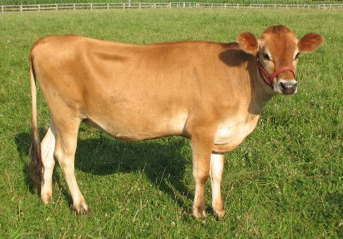 7 Common Dairy Cow Breeds In The US