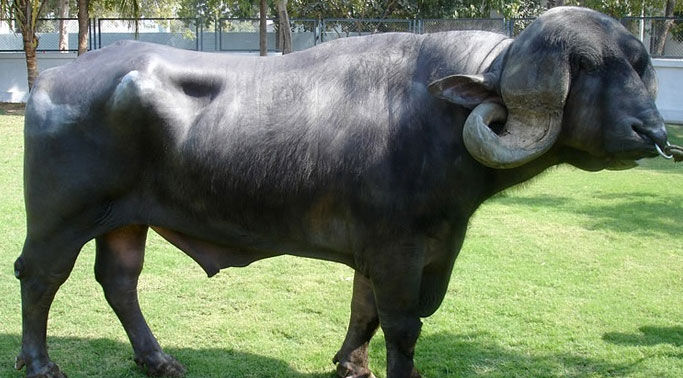7 Important Breeds of Indian Buffaloes