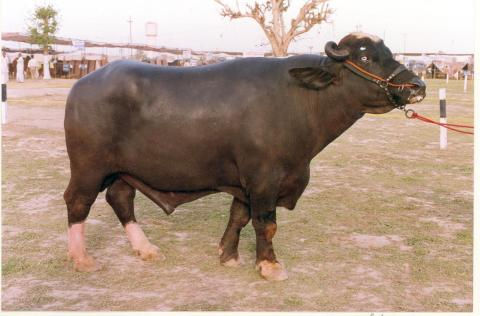 7 Important Breeds of Indian Buffaloes