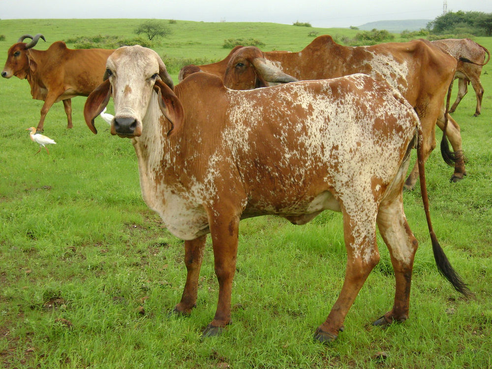 5 Popular Dairy Cow Breeds In India 5-popular-dairy-cow-breeds-in-india