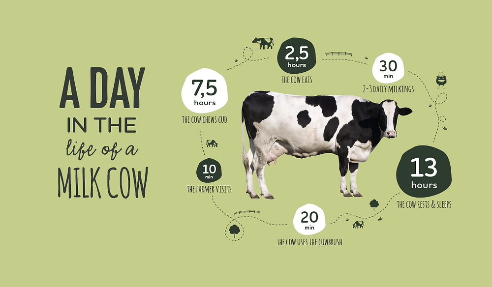 A Day In The Life Of A Milk Cow (Infographic)