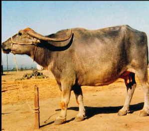 7 Important Breeds of Indian Buffaloes