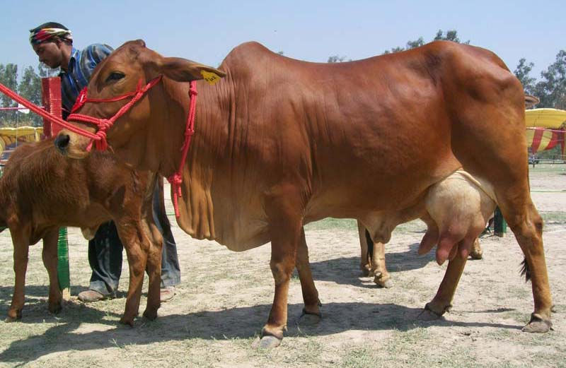 5 Popular Dairy Cow Breeds In India 5-popular-dairy-cow-breeds-in-india