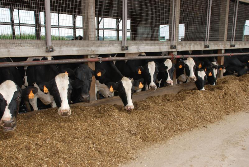 Total Mixed Ration (TMR) For Dairy Cows