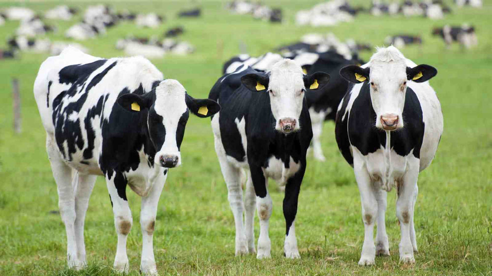 Managing Cow Lactation Cycle (Part 1)