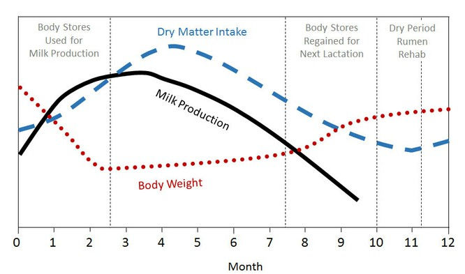 Body Condition Scoring (BCS) With Dairy Cattle