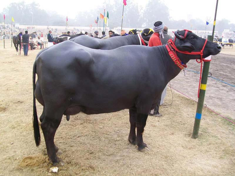 7 Important Breeds of Indian Buffaloes