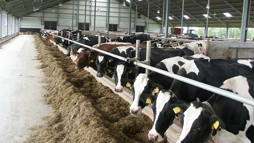 Maintaining Full Ration Despite High Corn Prices