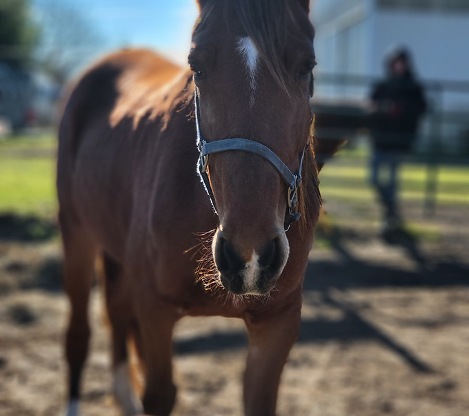 FOSTER HORSES | Terrabarn
