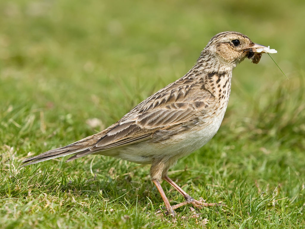 Cadair View Lodge / Snowdonia Wildlife