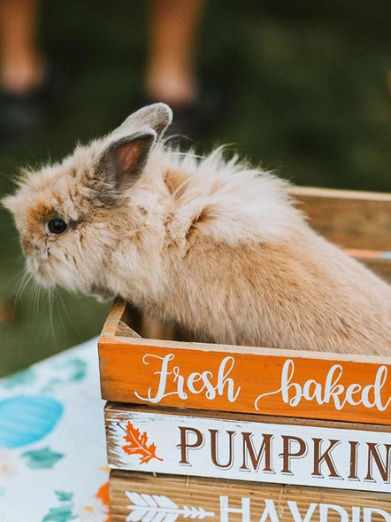 Reindeer Rentals | Petting Zoo | Pony Rides | Fort Wayne | Animal-Grams ...