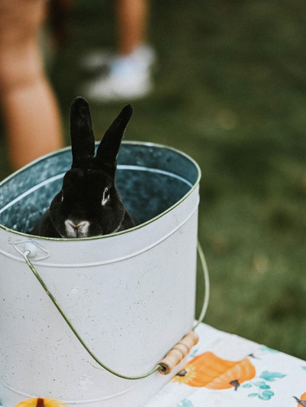 Reindeer Rentals | Petting Zoo | Pony Rides | Fort Wayne | Animal-Grams ...