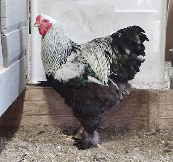 Dark Brahma Chickens