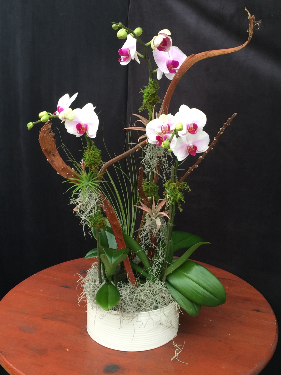 Orchid Arrangements $135 | Elegant Orchids | United States