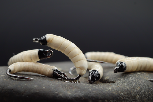 Rubber Maggots | Mainely Outdooors