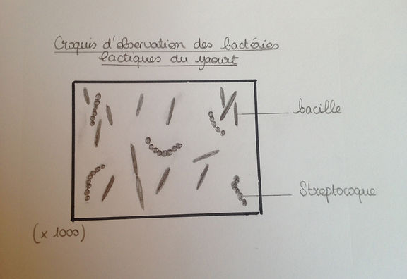 Observation des bactéries du yaourt | Dulaitauyaourt