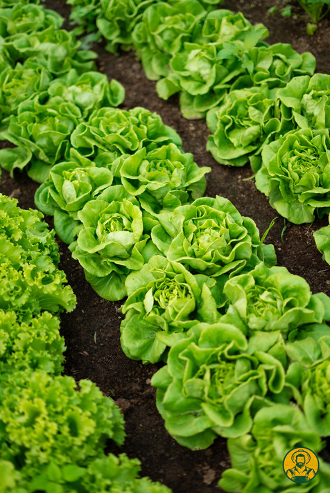 PHOTOS | Gwapo Gulay Farms Co