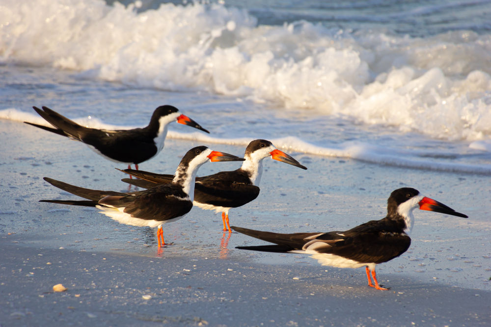 Birds of Marco Island, Florida