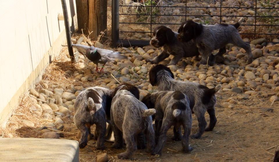 Hun Hill Wirehaired Pointing Griffon Puppies Gun Dogs