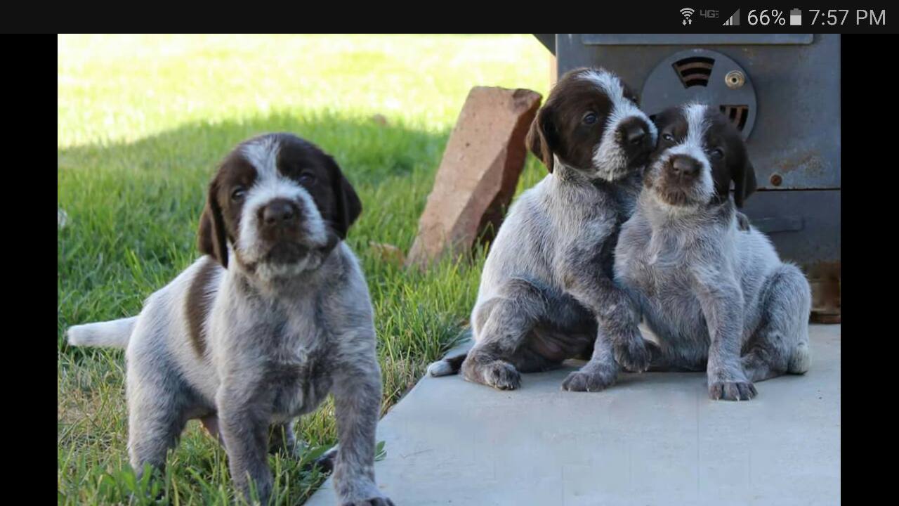 Hun Hill Wirehaired Pointing Griffon Puppies Gun Dogs