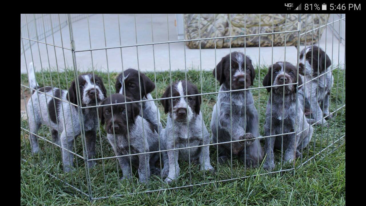 Hun Hill Wirehaired Pointing Griffon Puppies Gun Dogs