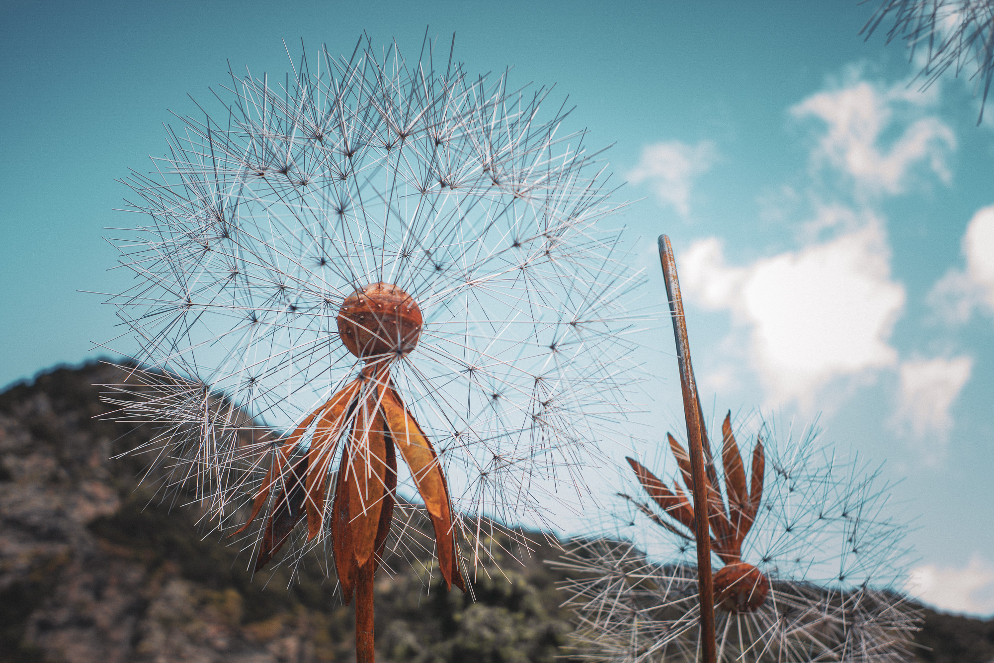 The Dandelion Project