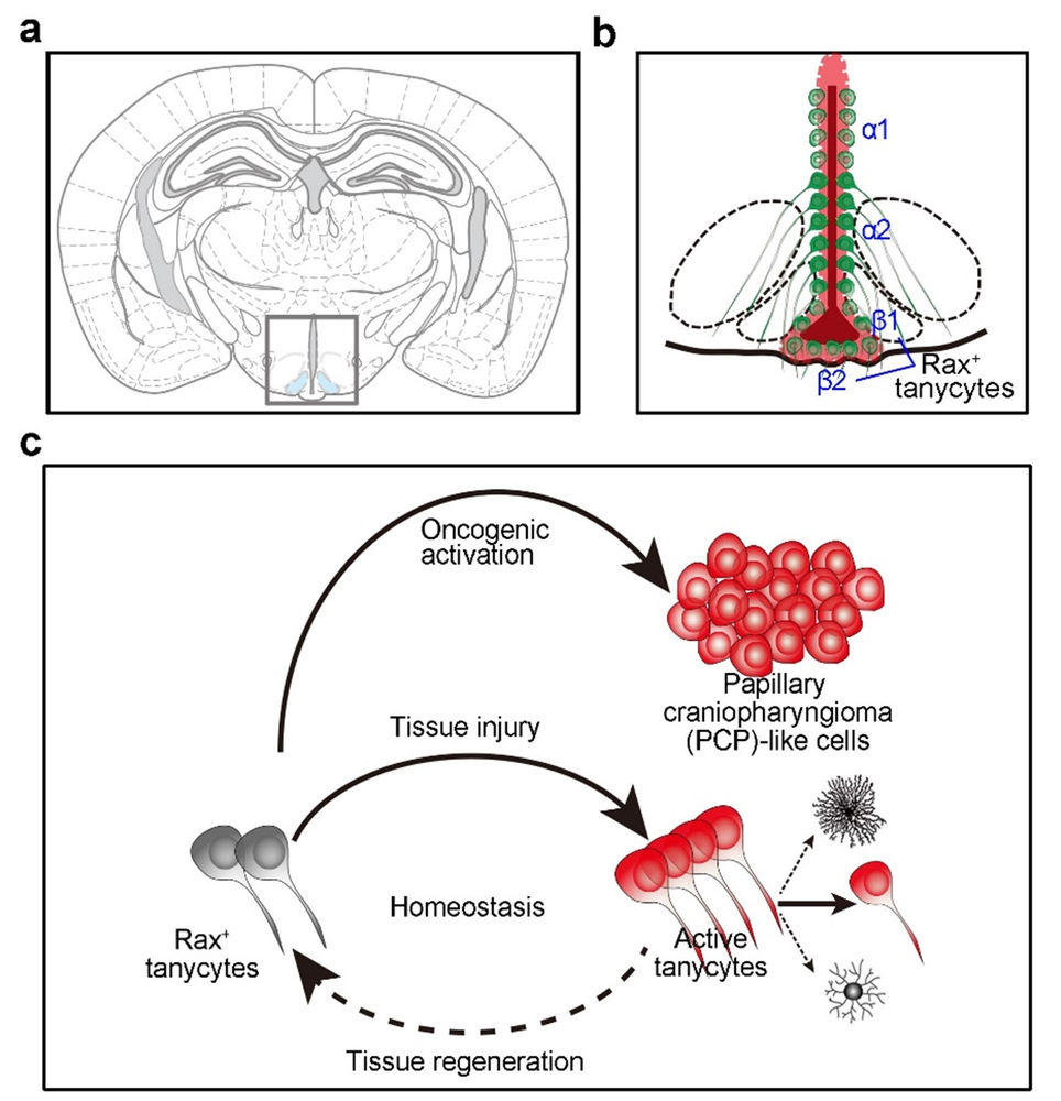 Hypothalamic tanycytes contribute to tissue repair and tumorigenesis