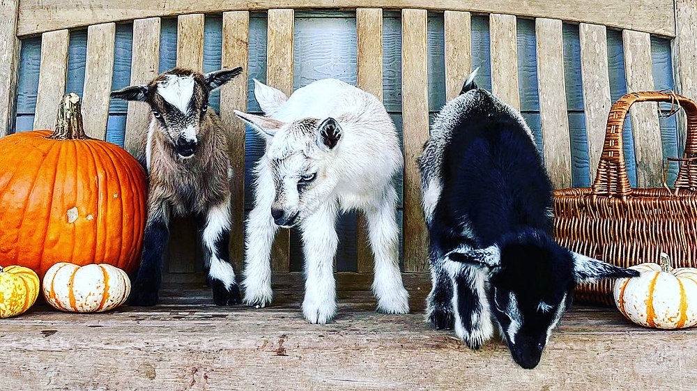 Periwinkle Farms Additions!