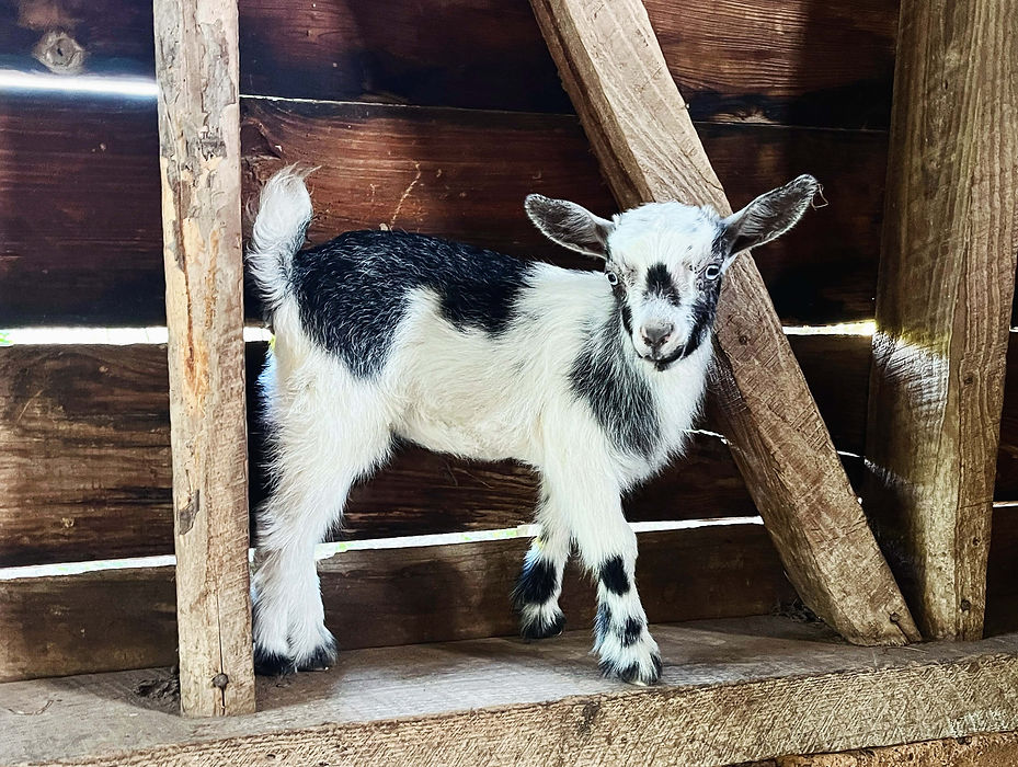 Goats | Periwinkle Farms Gilmer