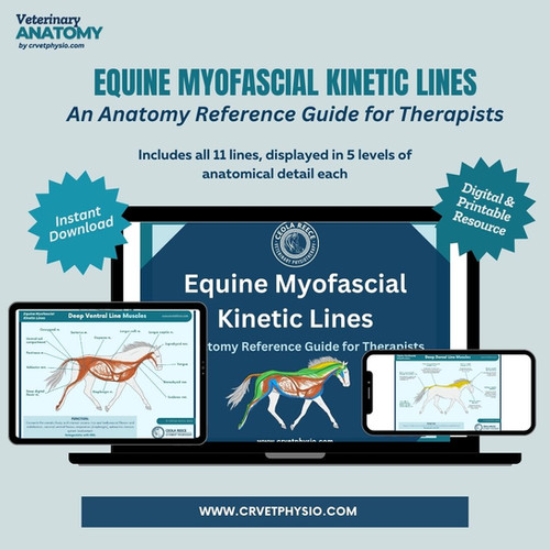 Equine Myofascial Kinetic Lines - An Anatomy Guide for Therapists ...
