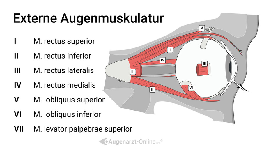 Musculus rectus lateralis | Lexikon der Augenheilkunde