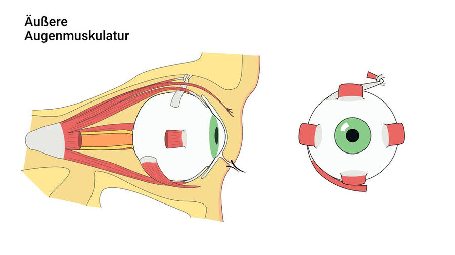 Musculus rectus lateralis | Lexikon der Augenheilkunde