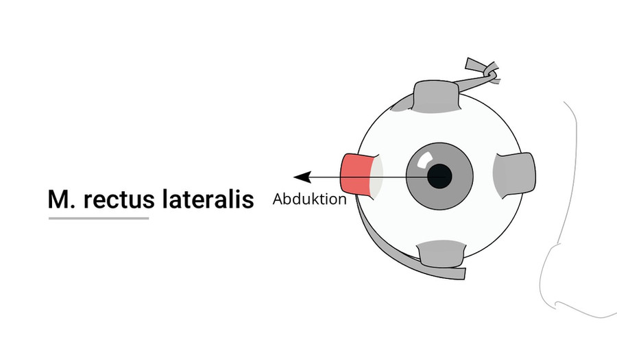 Musculus rectus medialis | Lexikon der Augenheilkunde