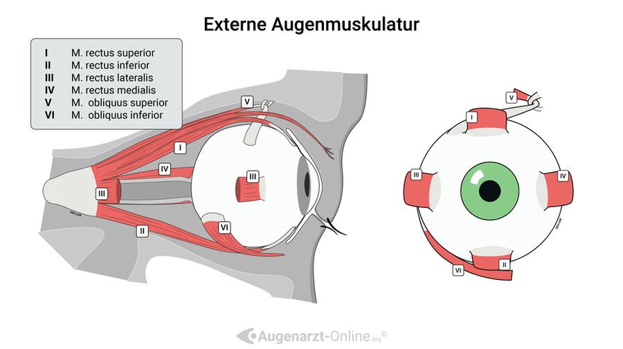 Musculus rectus lateralis | Lexikon der Augenheilkunde
