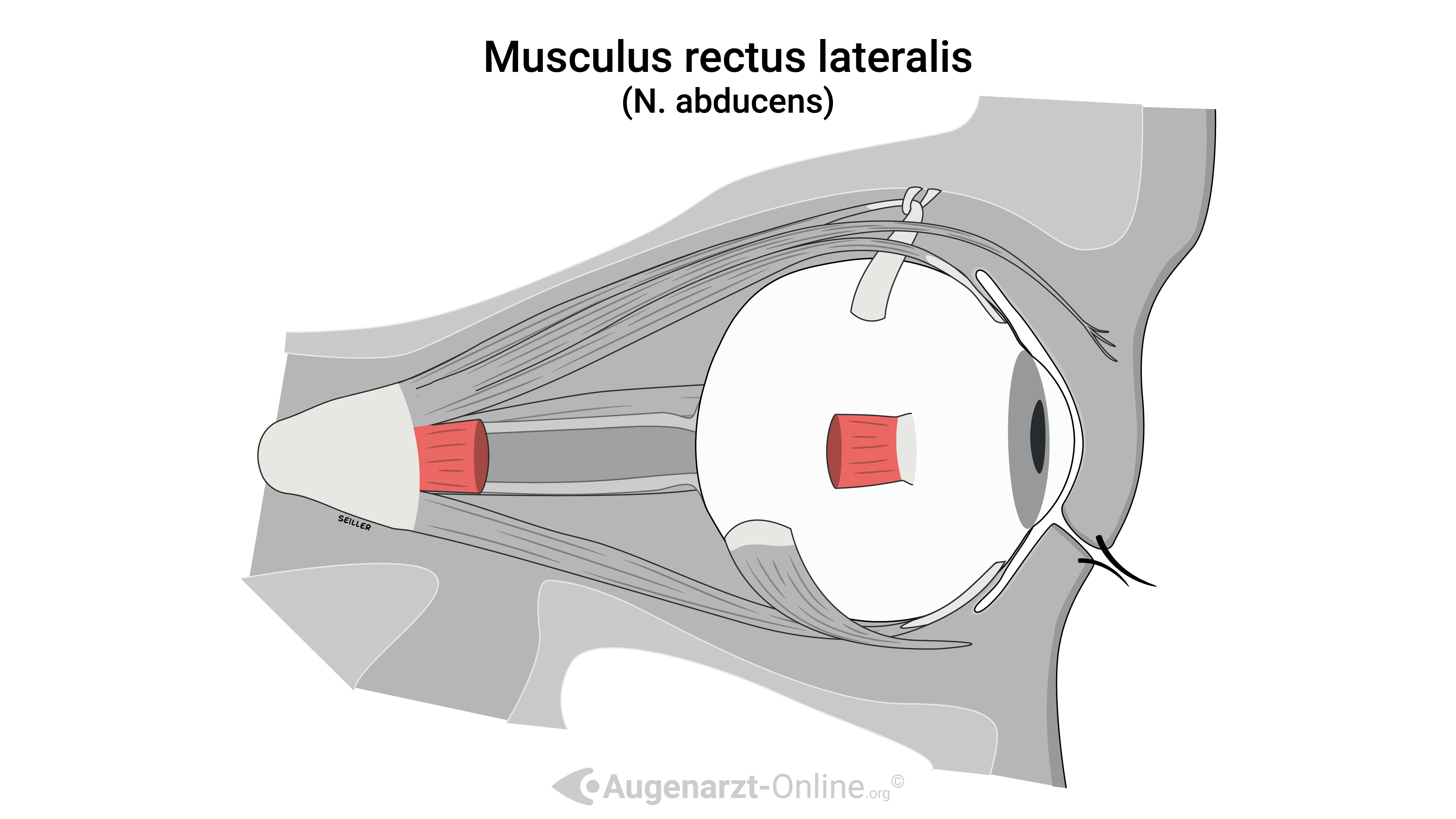 Augenmuskel (Musculus rectus lateralis) | Atlas der Augenheilkunde