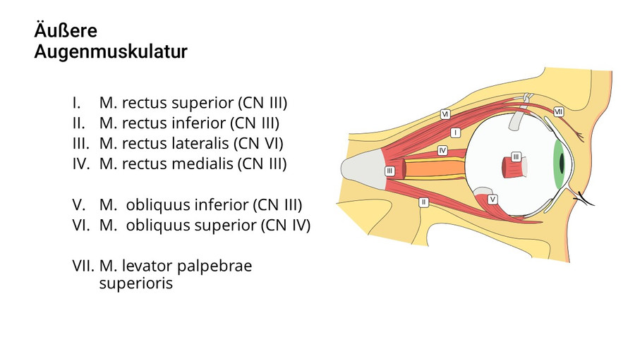 Musculus rectus lateralis | Lexikon der Augenheilkunde