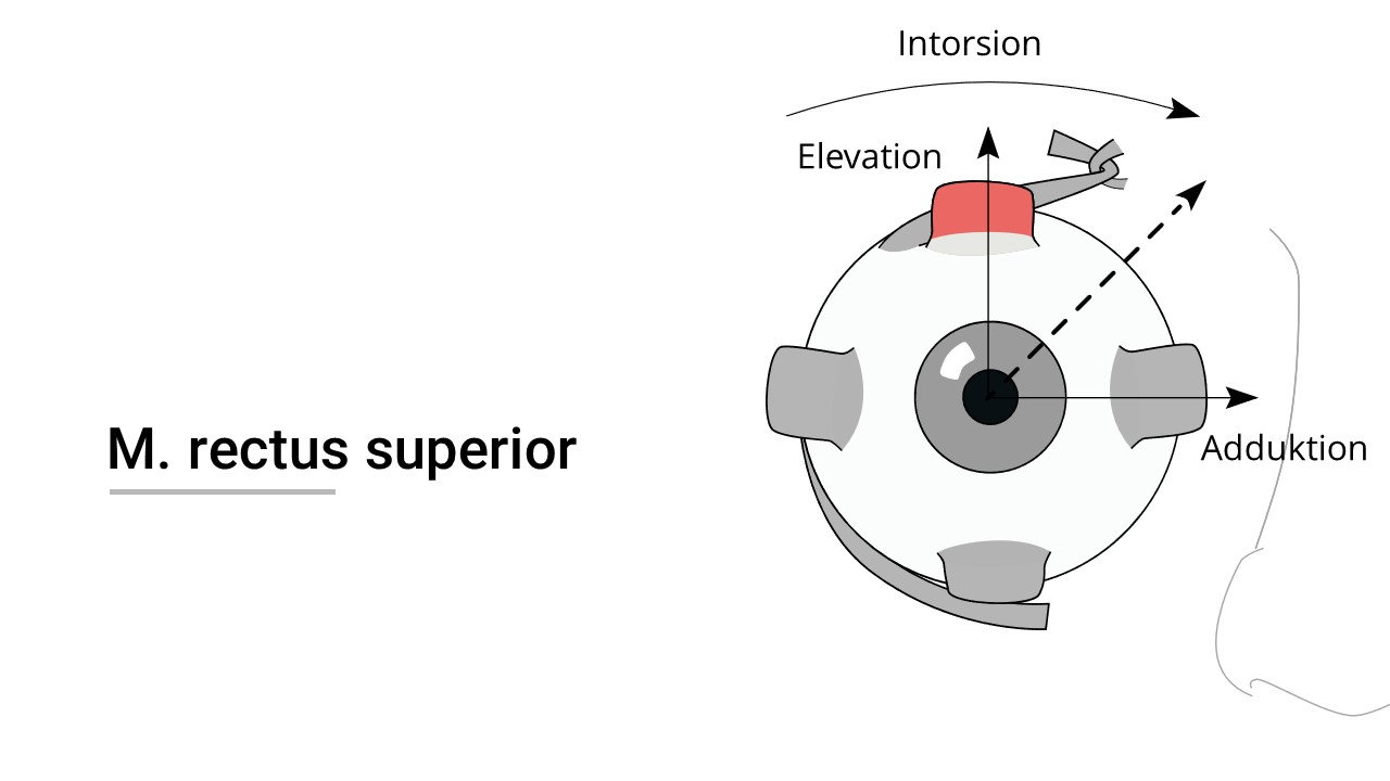 Musculus rectus superior | Lexikon der Augenheilkunde