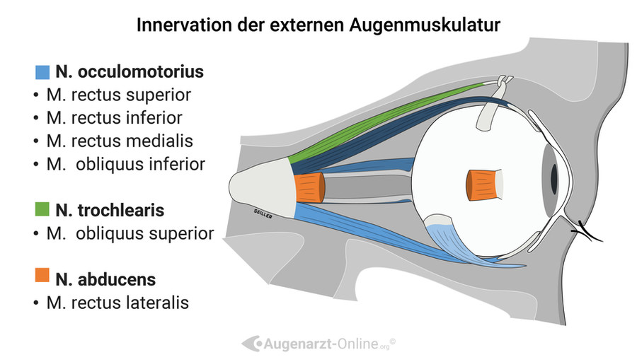 Musculus rectus lateralis | Lexikon der Augenheilkunde