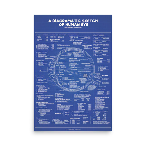 A Diagramatic Sketch of Human Eye - Poster | Augenarzt Online